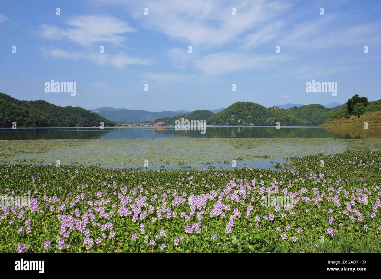 Idyllic landscape near Pokhara, Nepal. Water hyacinths growing on the ...