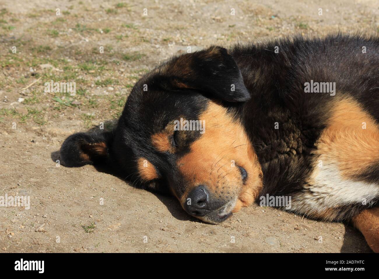 Head of a cute stray dog. Photographed in Kyanjing Gompa, Langtang ...