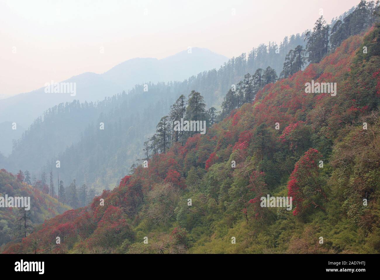 Colorful rhododendron forest near Pokhara, Nepal. Spring scene in ...