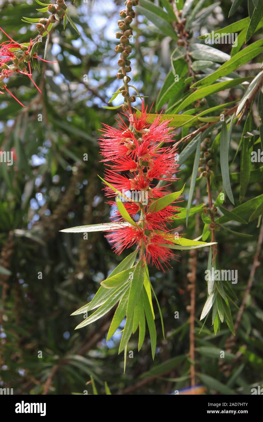 Flower of a red bottle brush tree seen in Pokara, Nepal Stock Photo - Alamy