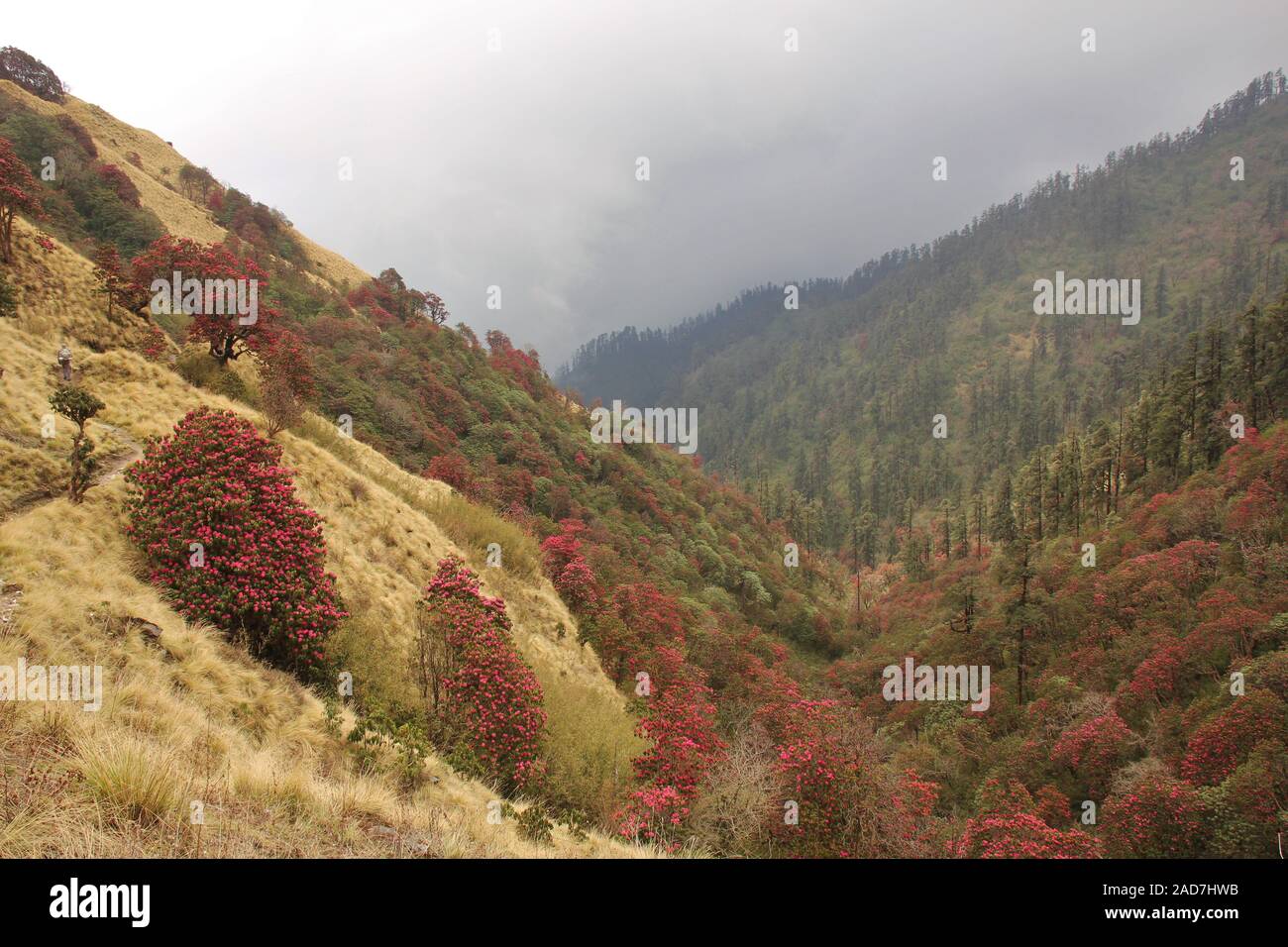 Blooming rhododendron in Isharu, Nepal. Spring scene near Pokhara Stock ...
