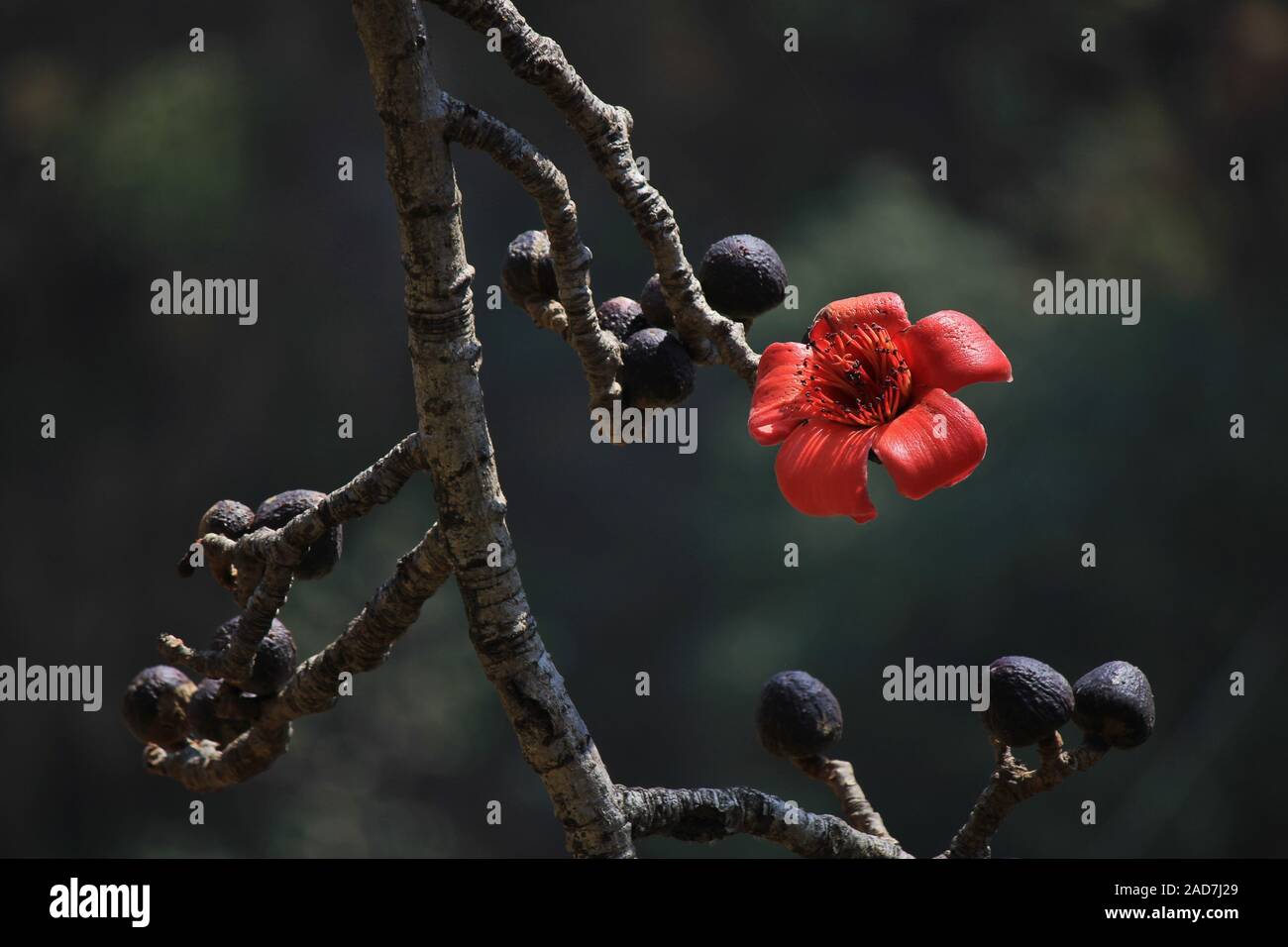 Red silk cotton tree hi-res stock photography and images - Alamy