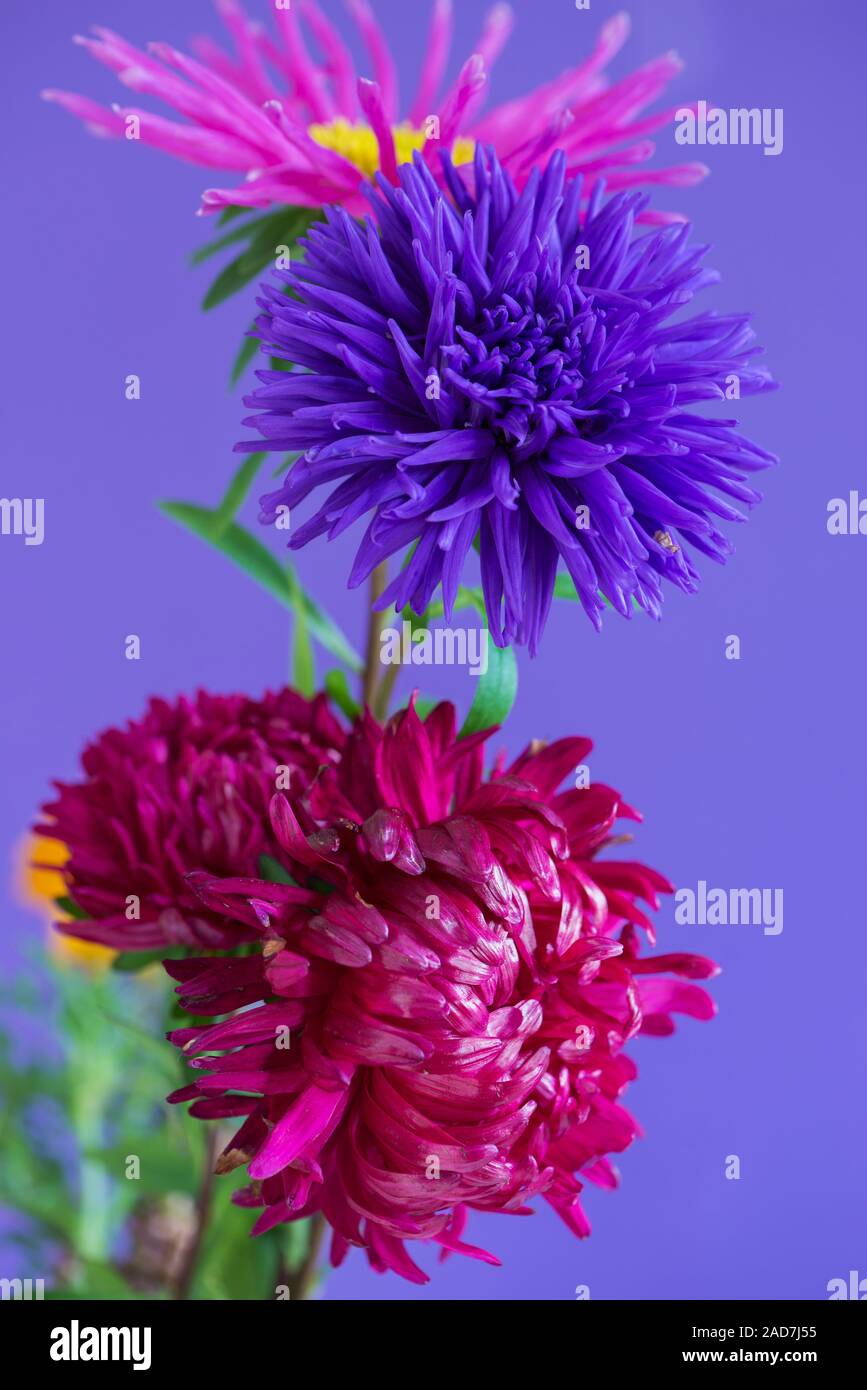 Flowers background shallow depth hi-res stock photography and images ...