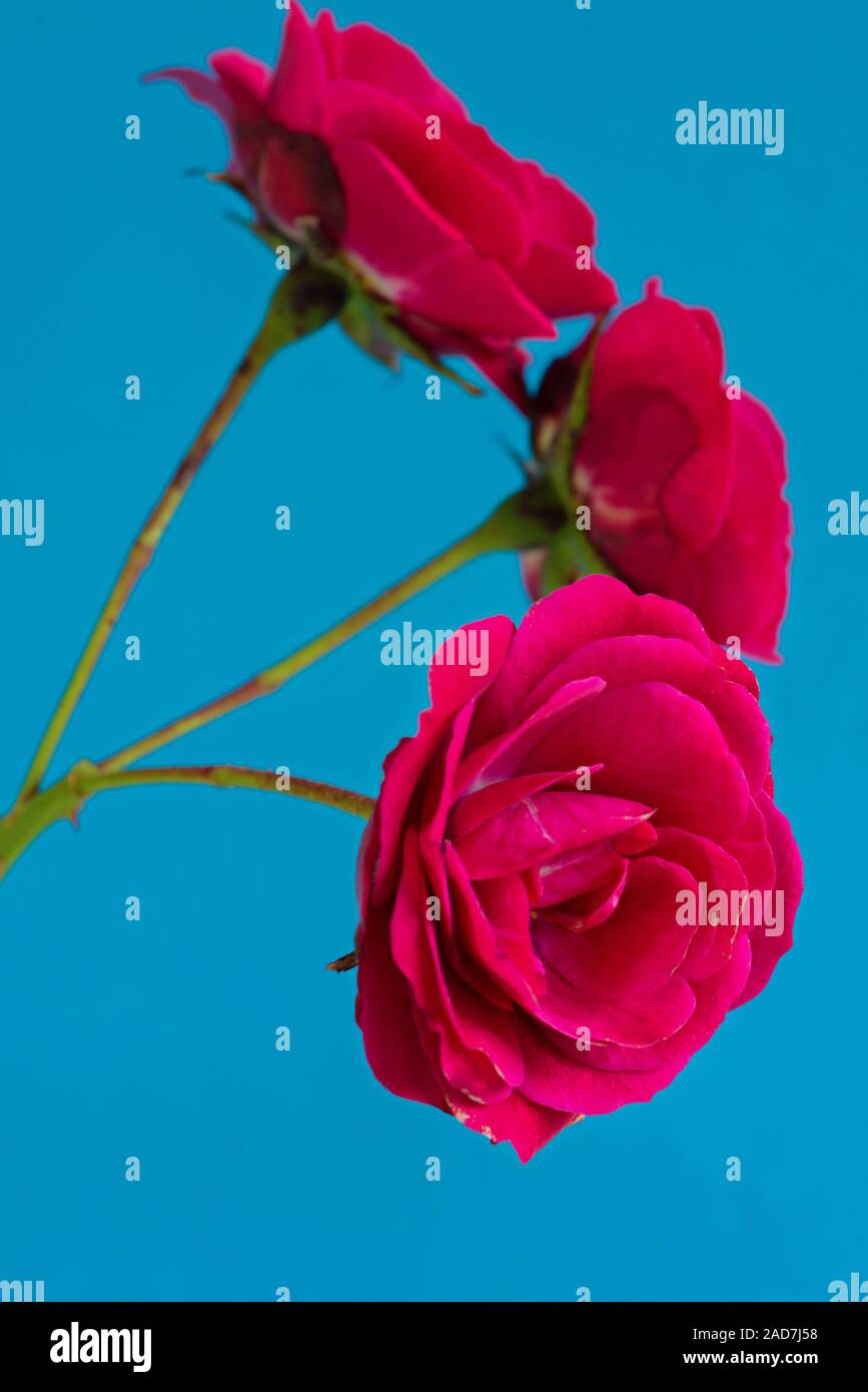 Macro red roses flowers over blue background Stock Photo - Alamy