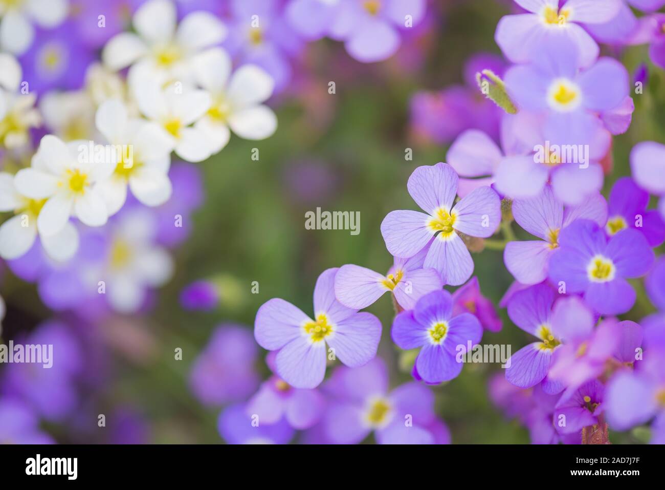 Flowers background shallow depth hi-res stock photography and images ...