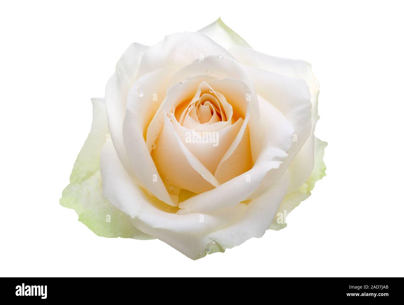 Soft white rose Cut Out Stock Images & Pictures - Alamy
