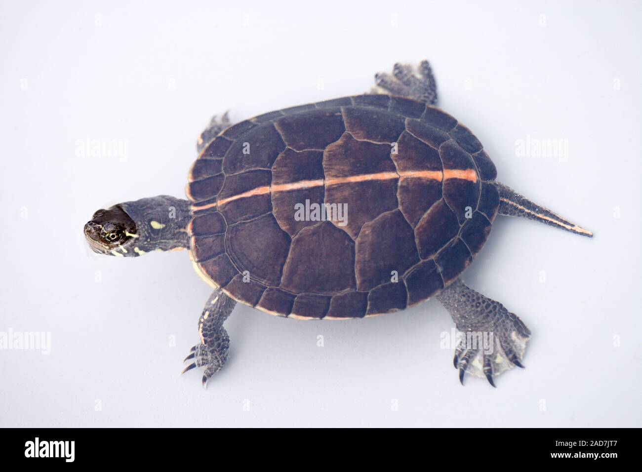 Turtles Wearing Turtlenecks