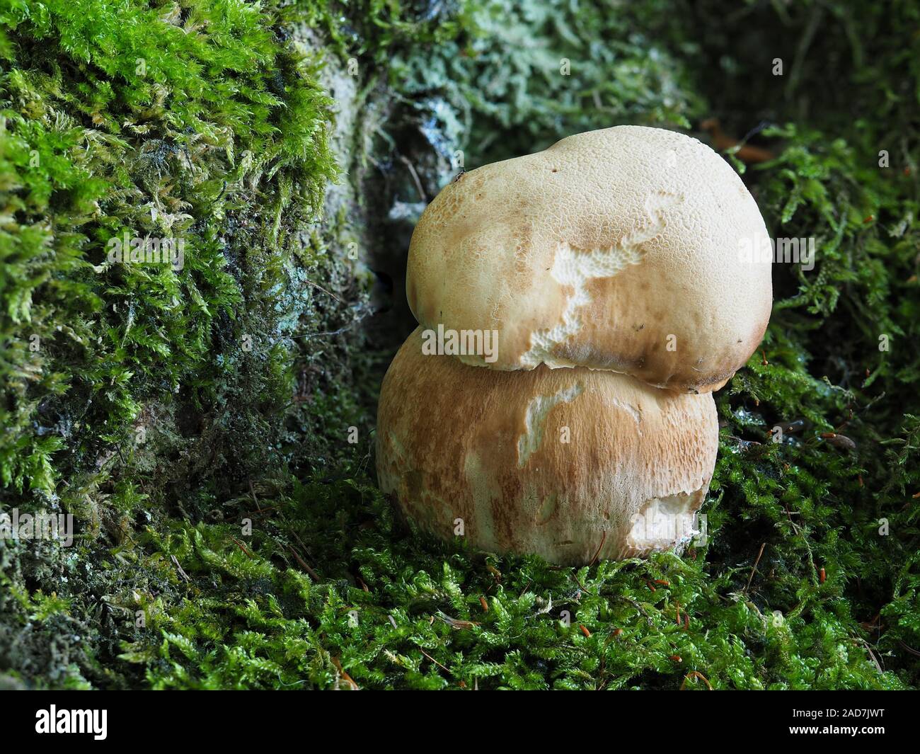 Summer cep, Boletus aestivalis, Boletus reticulatus Stock Photo - Alamy