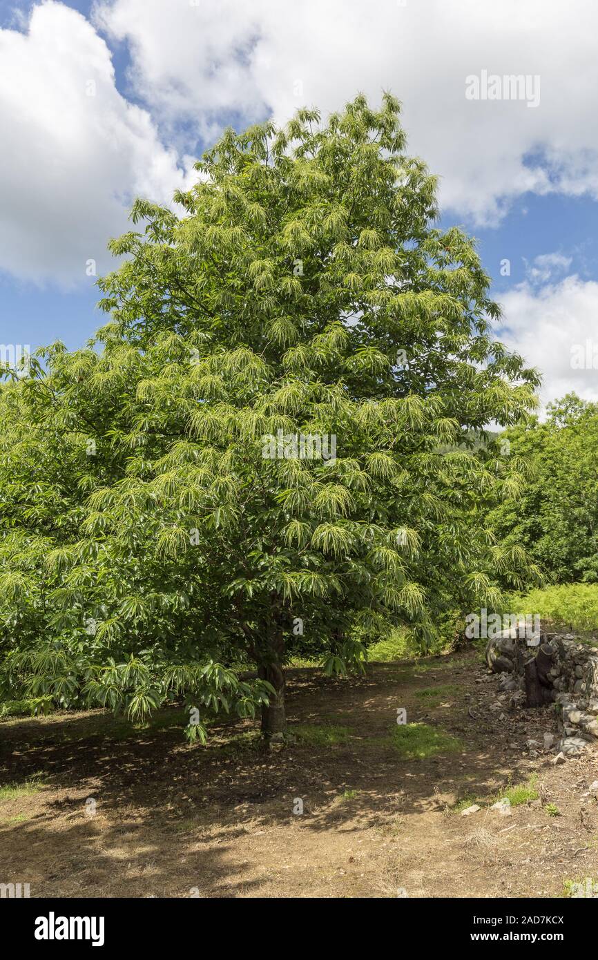 Sweet chestnut in the Ardeche, Southern France Stock Photo - Alamy