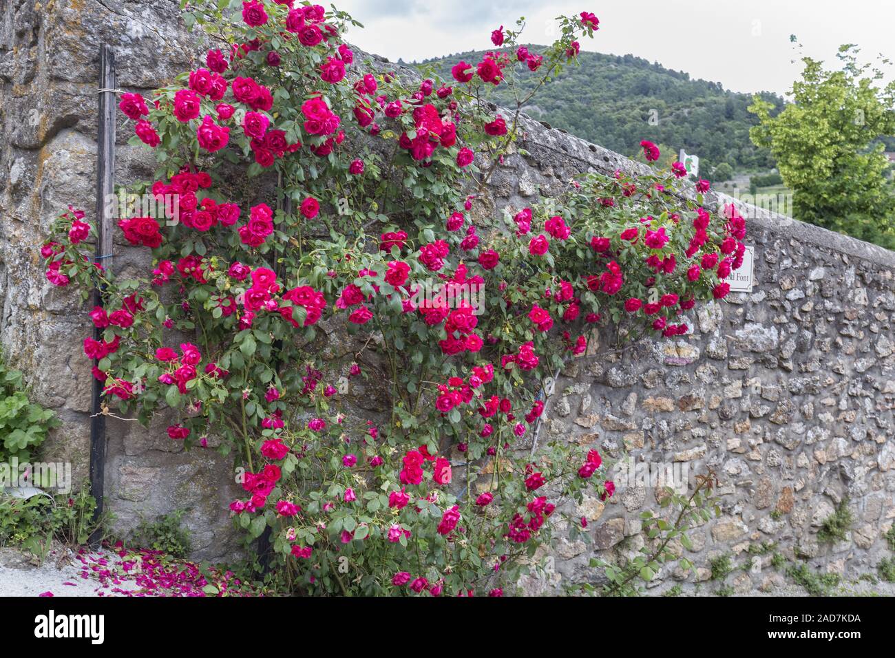 Flowering rose bush on an old stone wall in France Stock Photo - Alamy