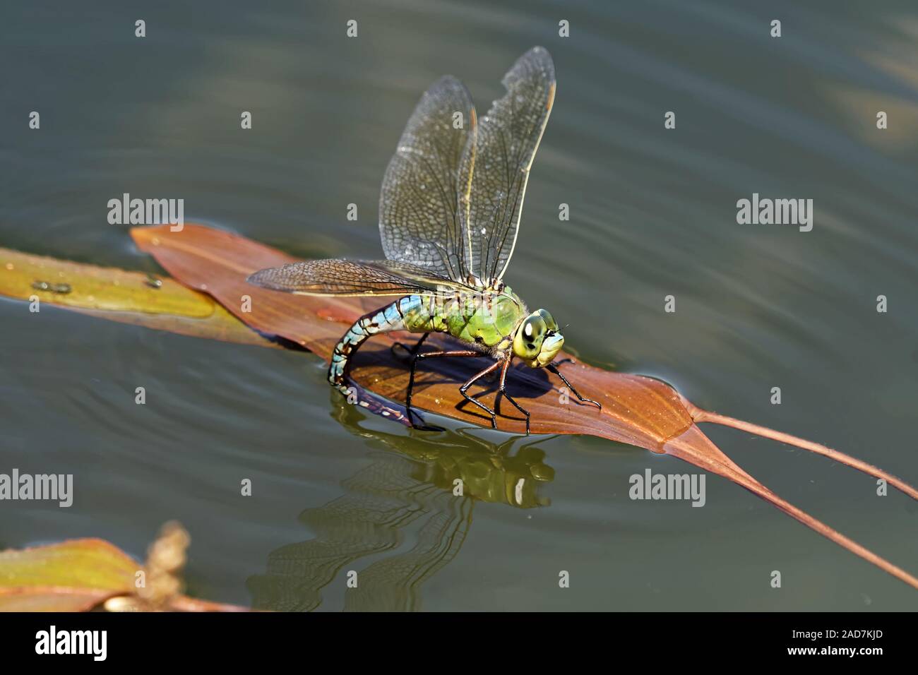 Great King Dragonfly Stock Photo - Alamy
