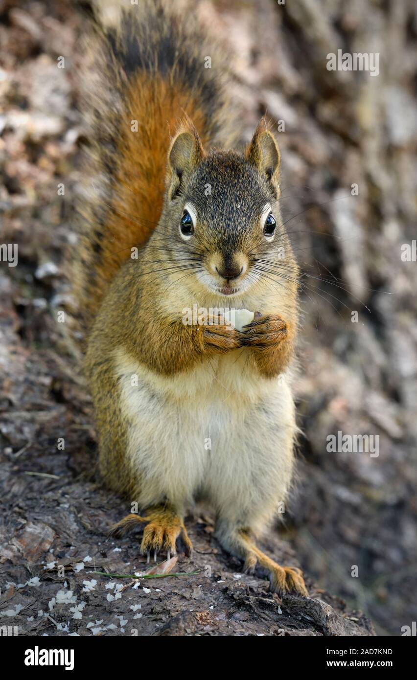 Sitting on a tree root and eating hi-res stock photography and images ...