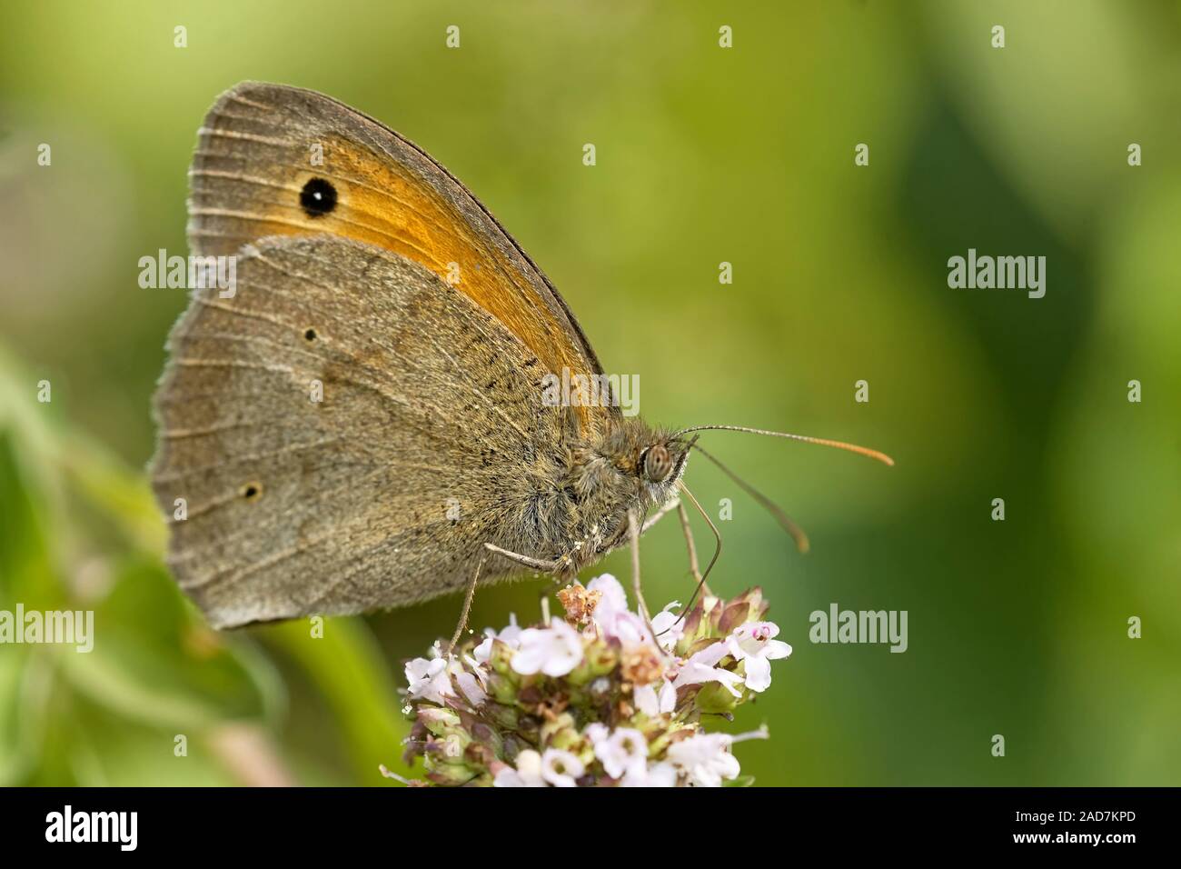Brown bulls hi-res stock photography and images - Alamy