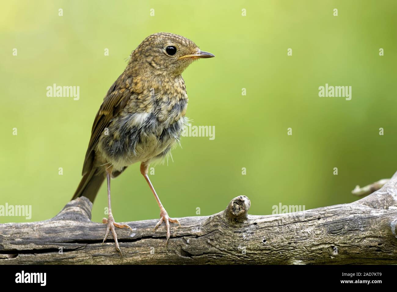 Juvenile common redstart hi-res stock photography and images - Alamy