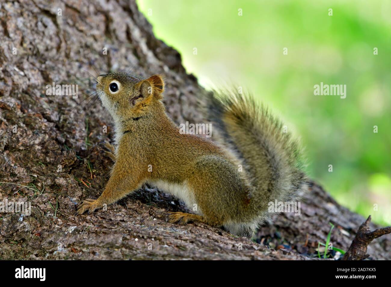 Red squirrel run up tree hi-res stock photography and images - Alamy
