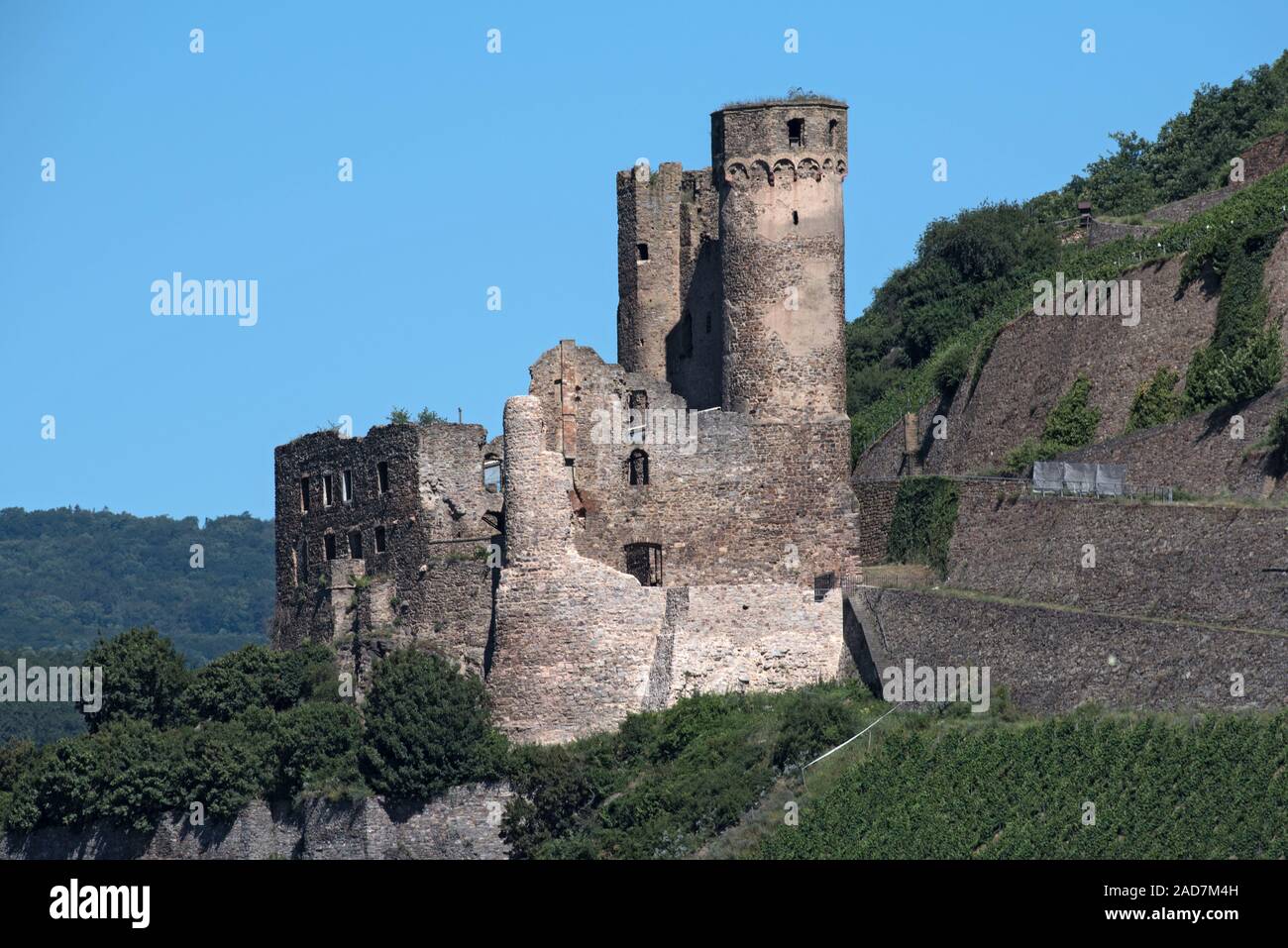 Ehrenfels castle ruins on the Rhine near Rüdesheim opposite Bingen on ...