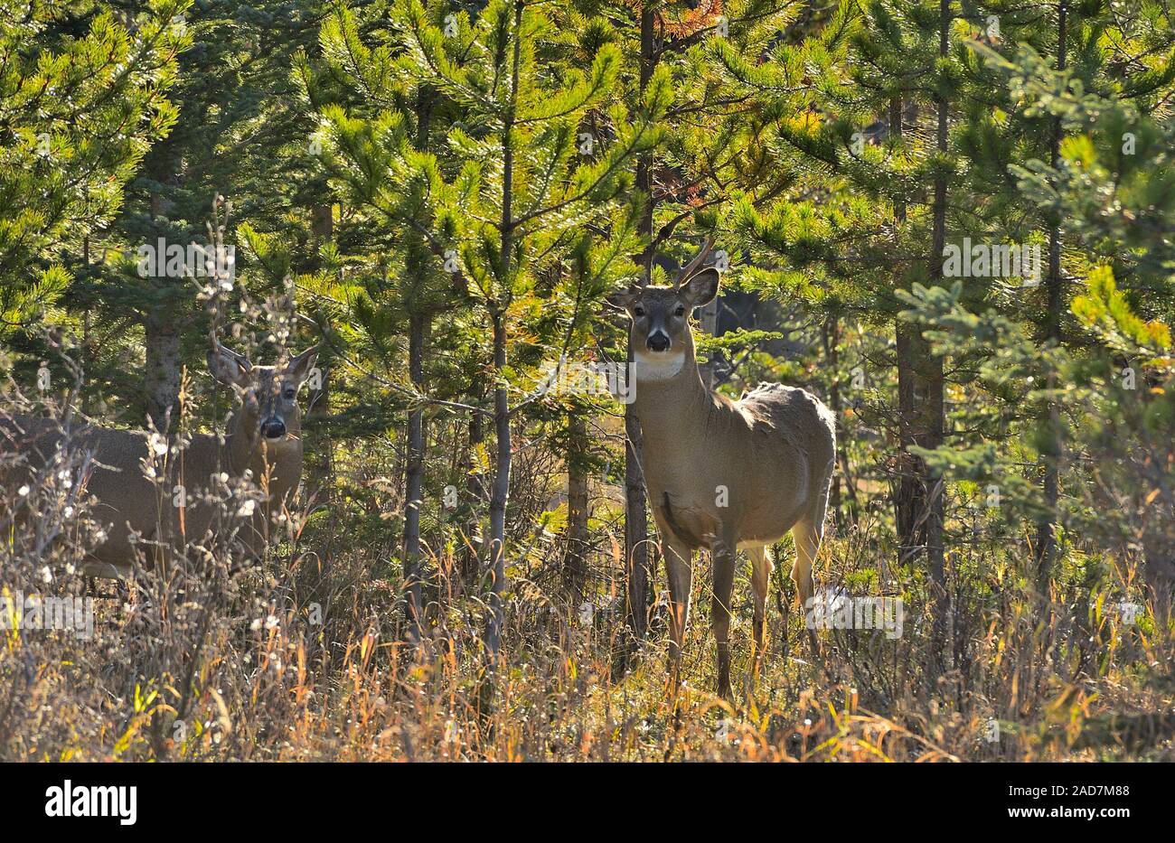 Heavy tree hi-res stock photography and images - Alamy