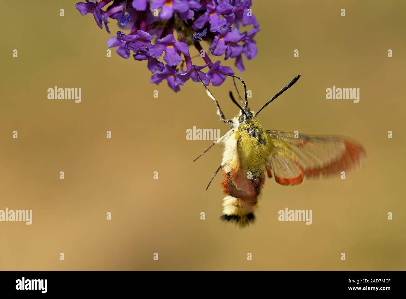 Bumblebee moth hi-res stock photography and images - Alamy