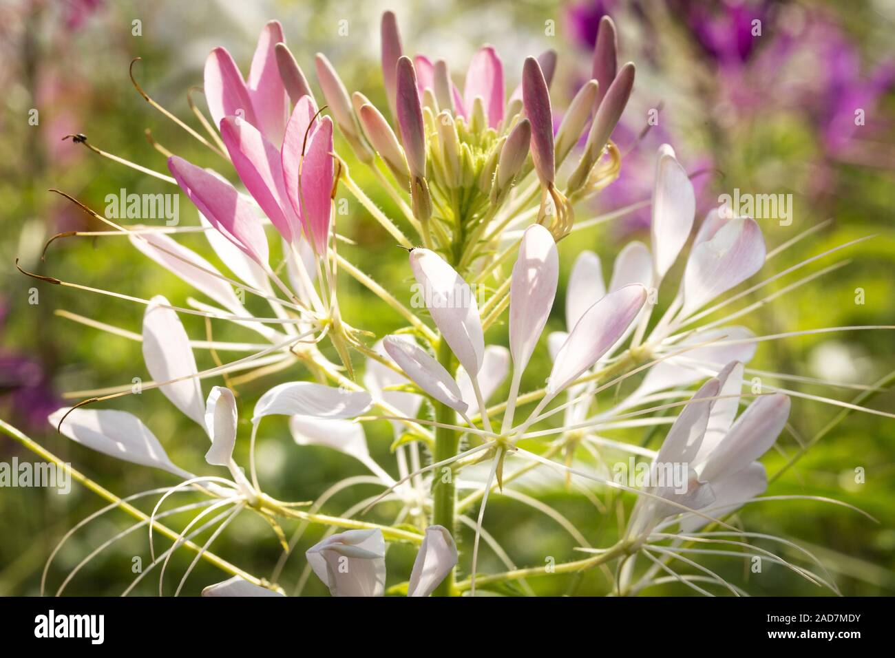 spiny spiderflower, spider flower, Tarenaya spinosa Stock Photo - Alamy