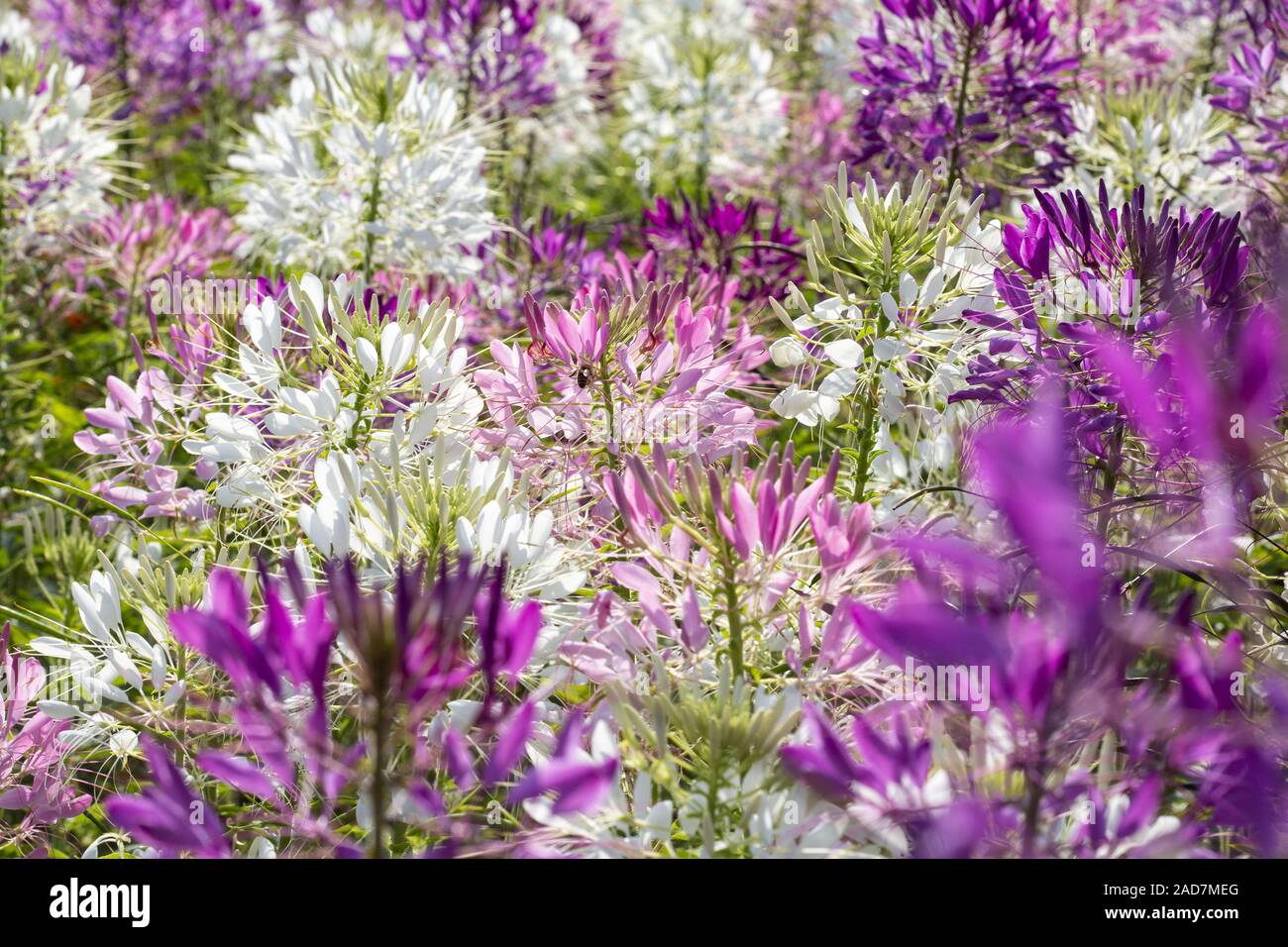 spiny spiderflower, spider flower, Tarenaya spinosa Stock Photo - Alamy