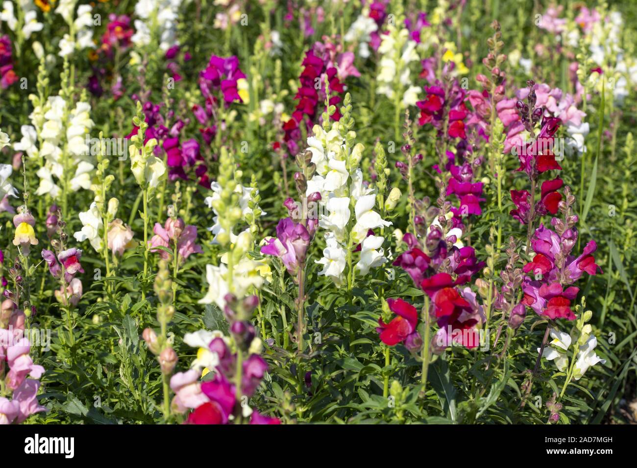 common snapdragon, Antirrhinum majus Stock Photo - Alamy