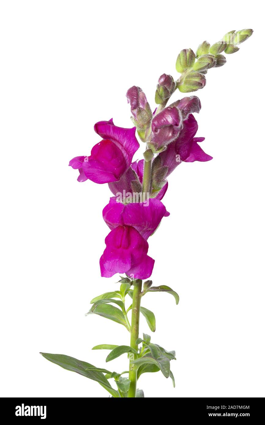 common snapdragon, Antirrhinum majus Stock Photo - Alamy