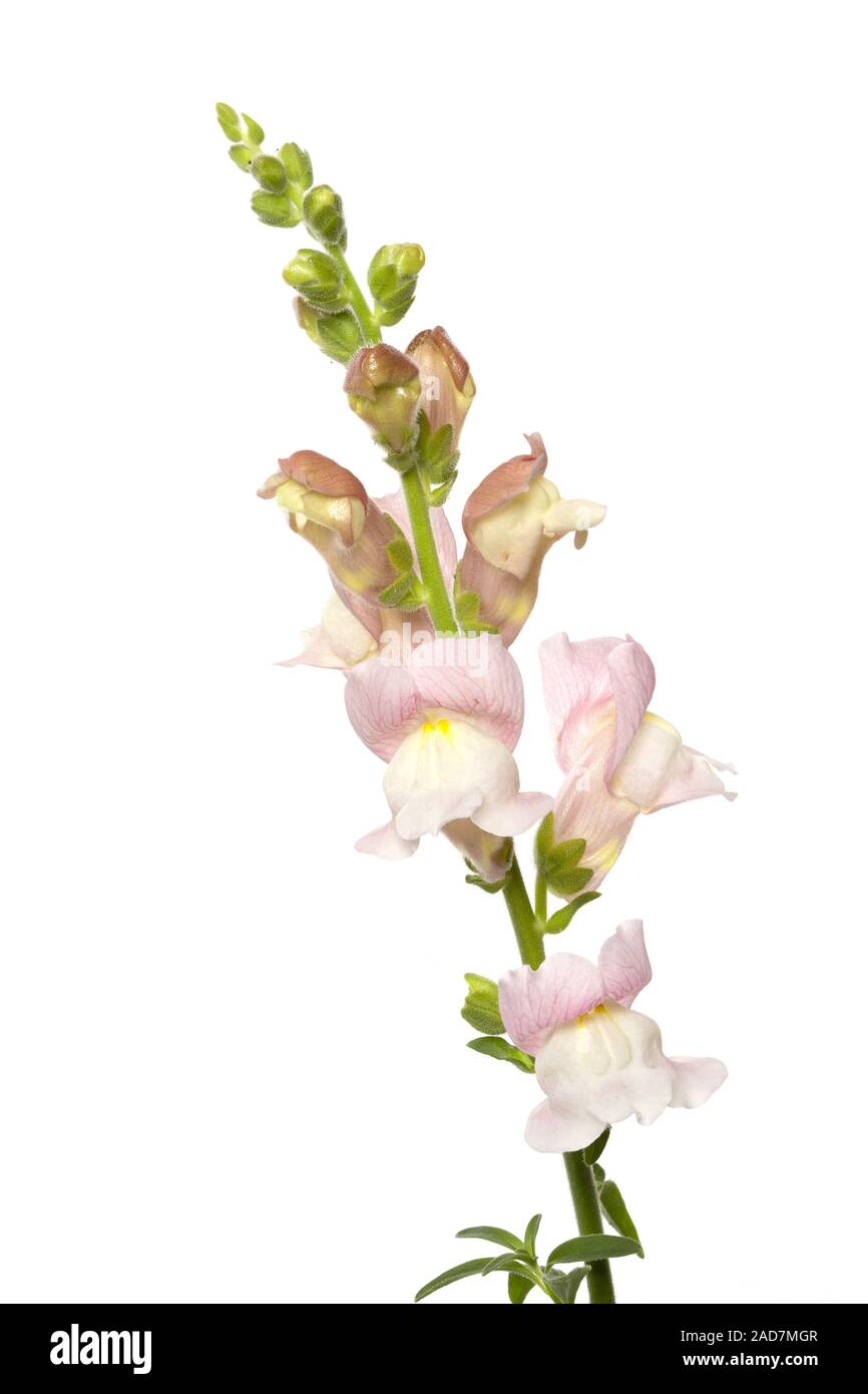 common snapdragon, Antirrhinum majus Stock Photo - Alamy