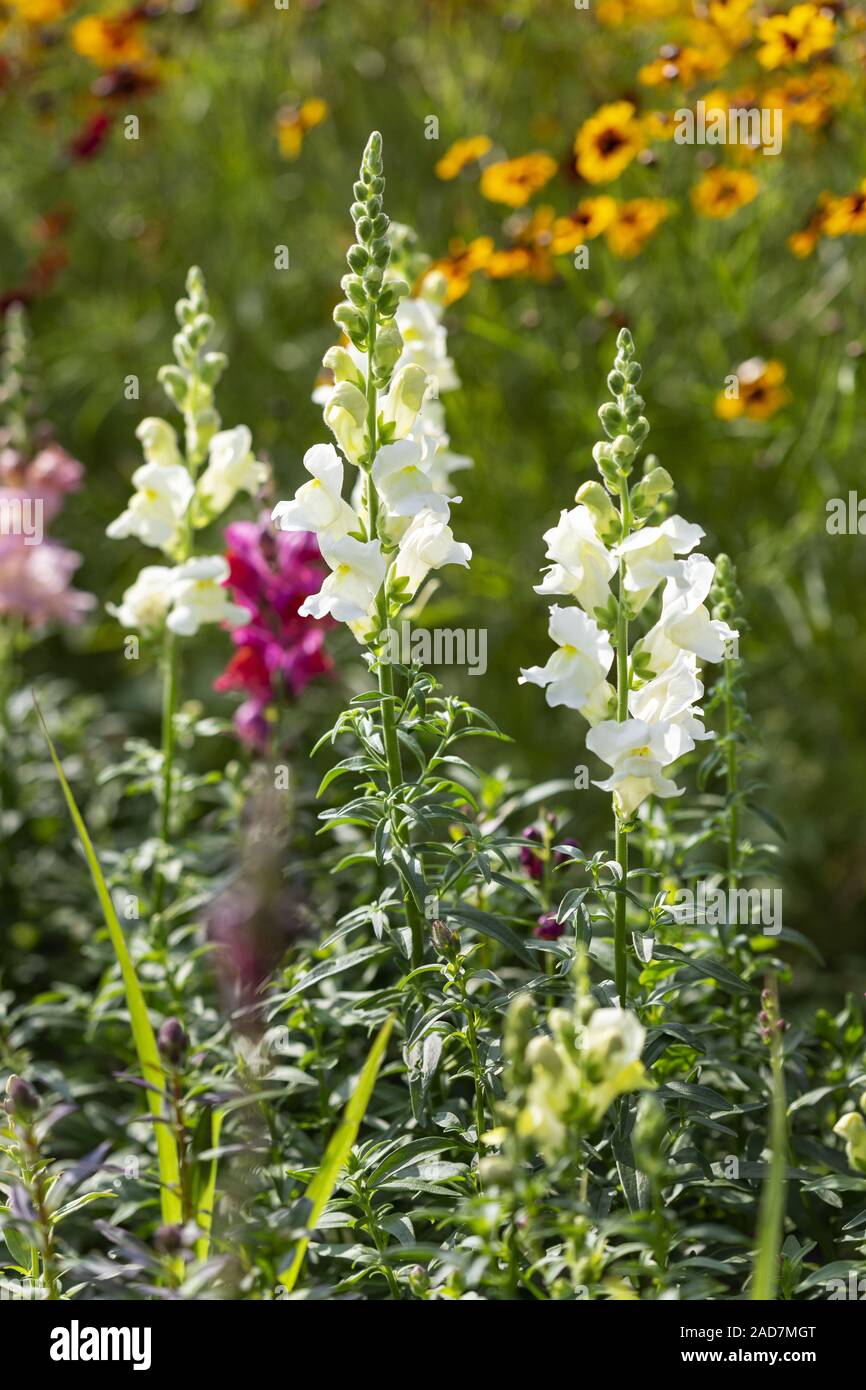 common snapdragon, Antirrhinum majus Stock Photo - Alamy