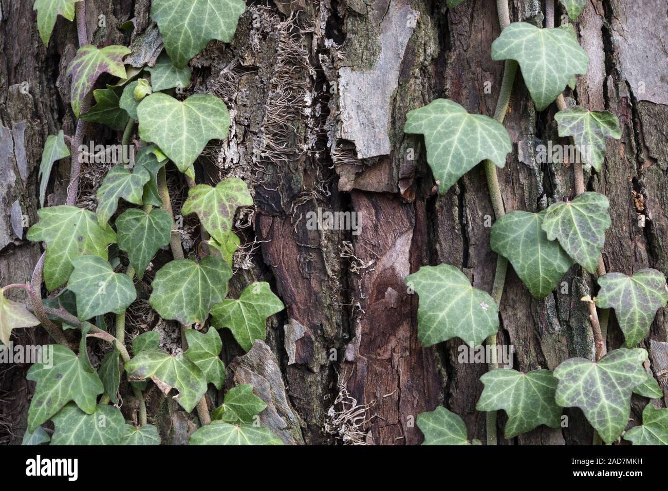 Climbing on a tree hi-res stock photography and images - Alamy