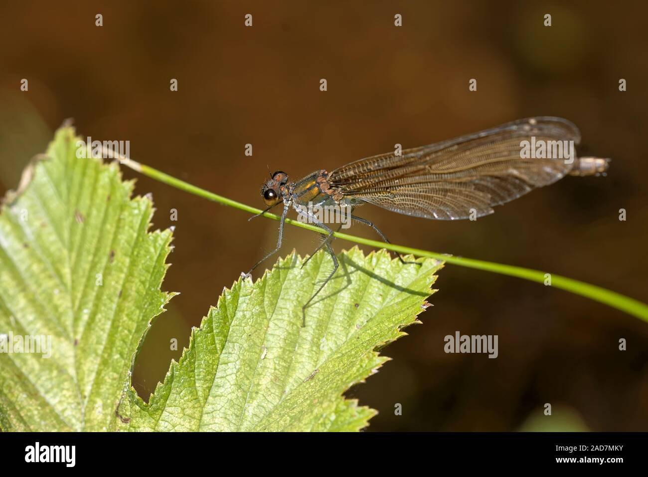 Banded Darter Dragonfly Stock Photo - Alamy