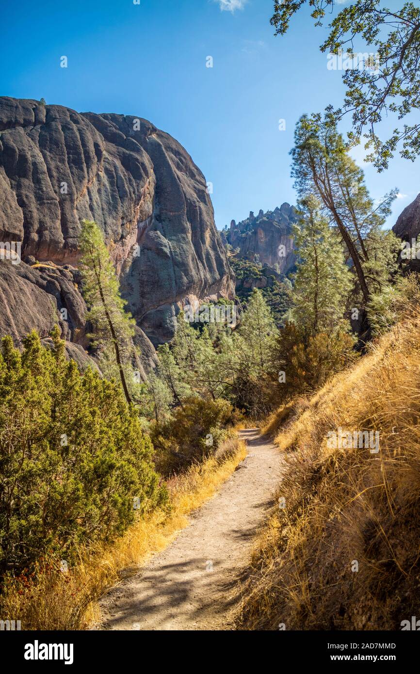 A forest trail with the sun shining through the foliage in Pinnacle ...
