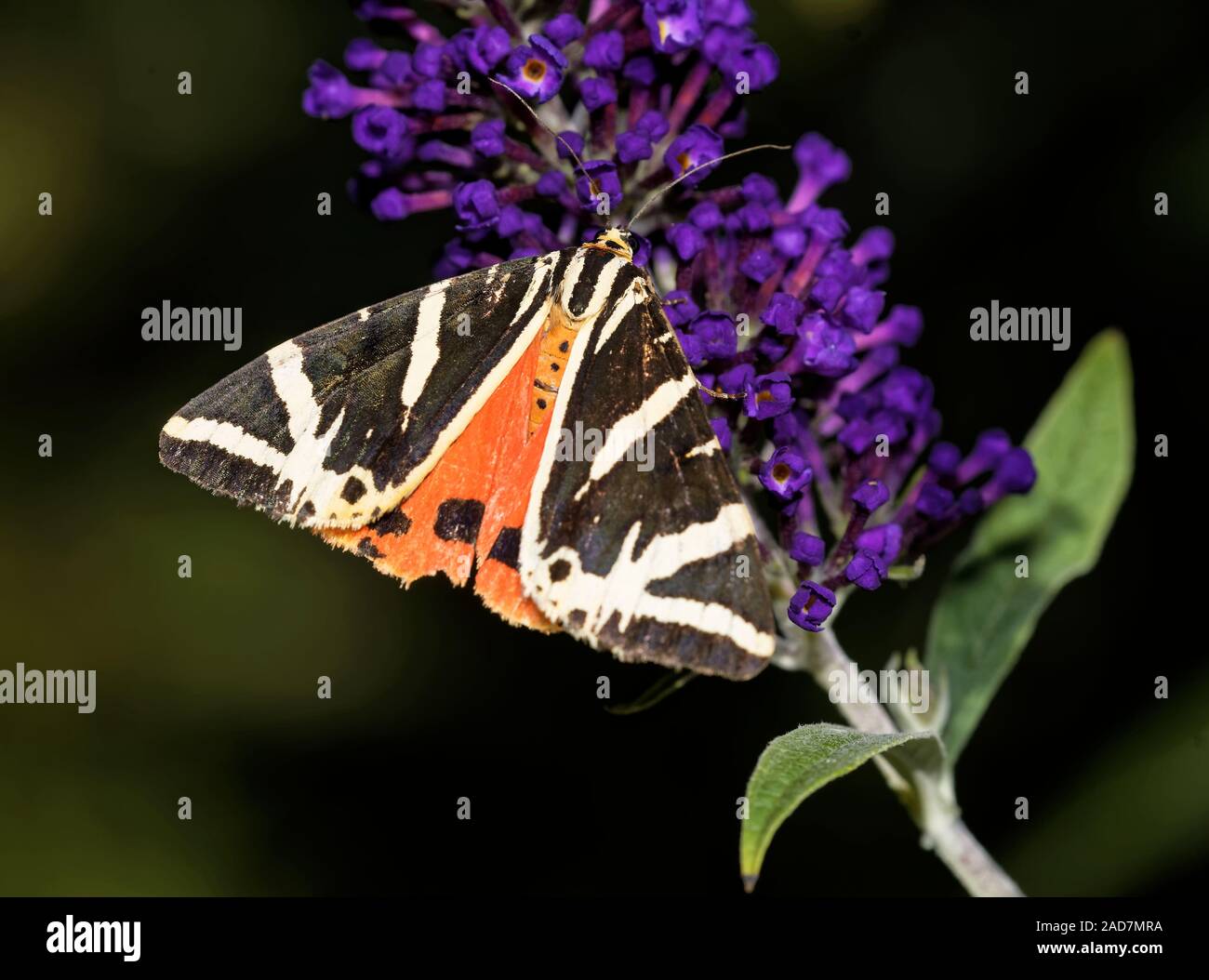 Russian bear butterfly hi-res stock photography and images - Alamy