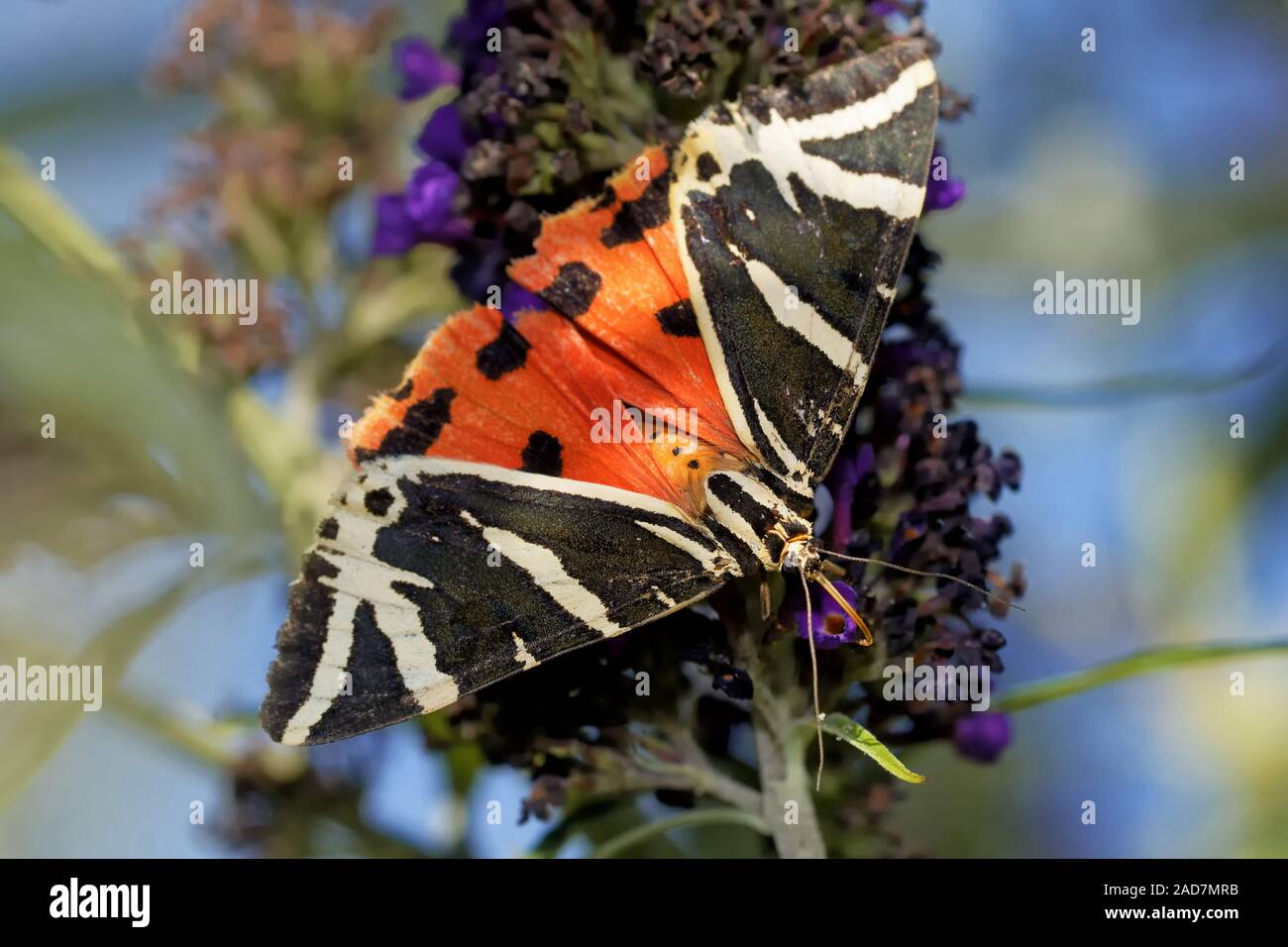 Russian bear butterflies hi-res stock photography and images - Alamy