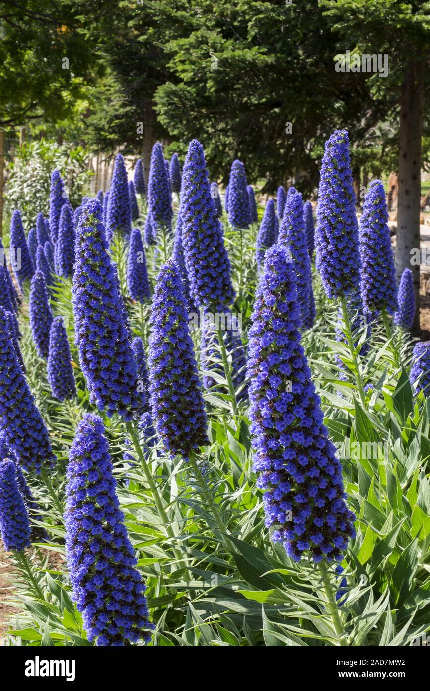 Viper head hi-res stock photography and images - Alamy