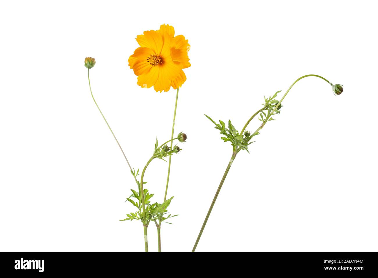 Coreopsis grandiflora yellow flower Cut Out Stock Images & Pictures - Alamy
