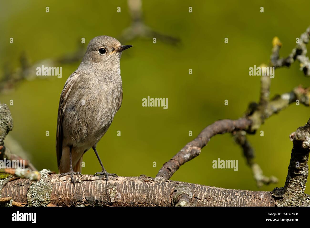 Juvenile redstart hi-res stock photography and images - Alamy