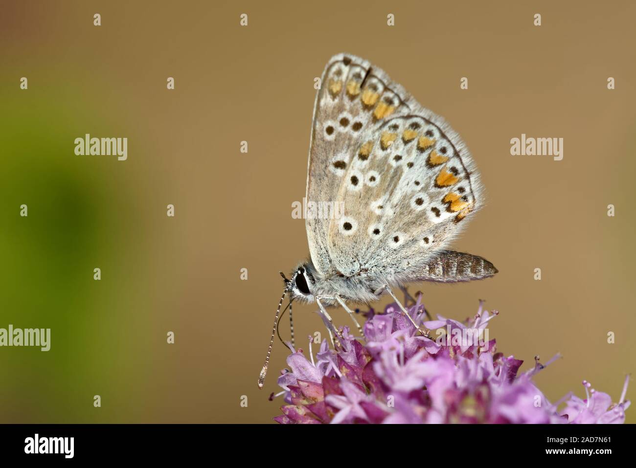 Blue little hi-res stock photography and images - Alamy