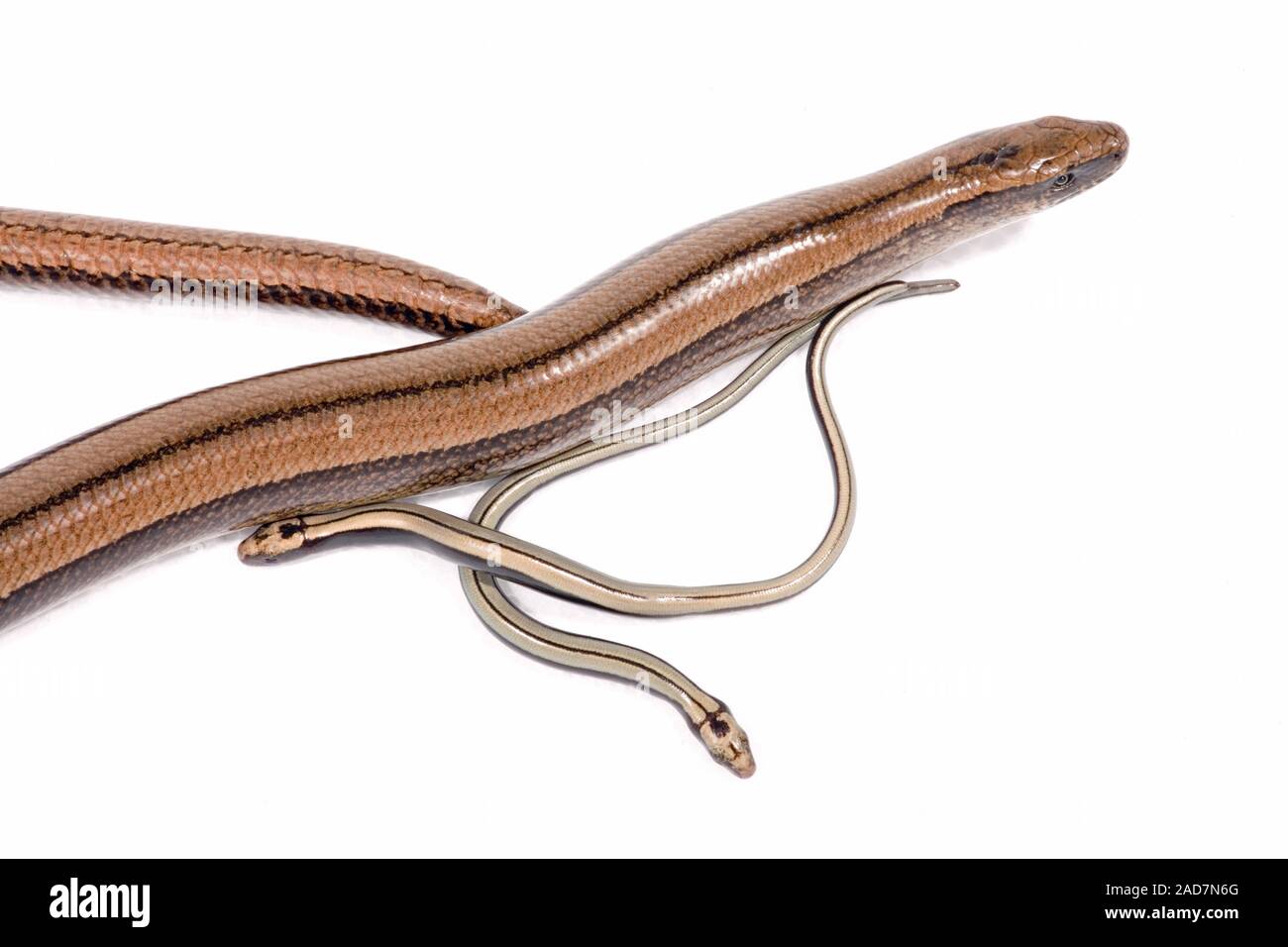 SLOW WORM adult female and new born young (Anguis fragilis Stock Photo ...