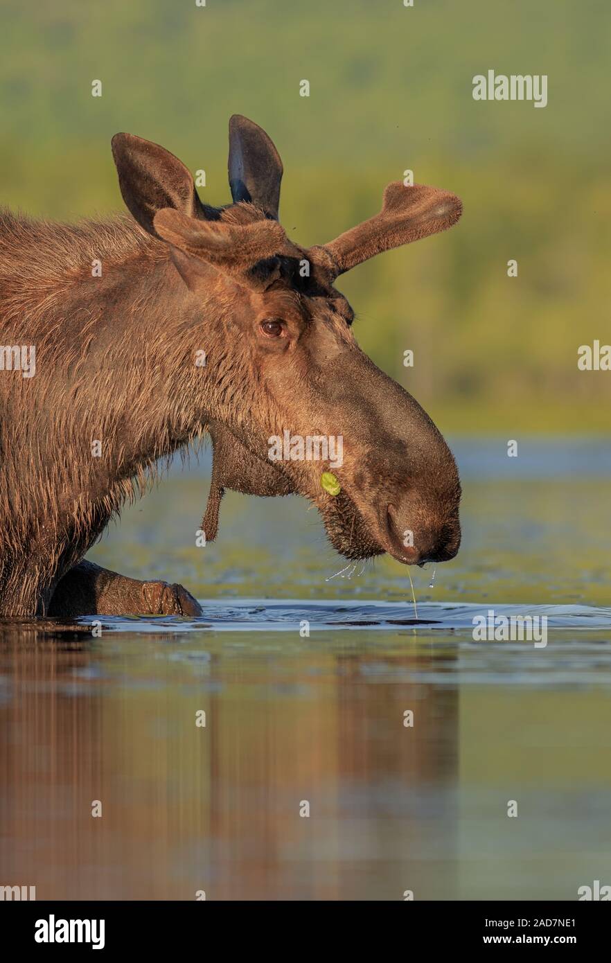 A portrait of a bull Moose looking for tasty plants Stock Photo - Alamy