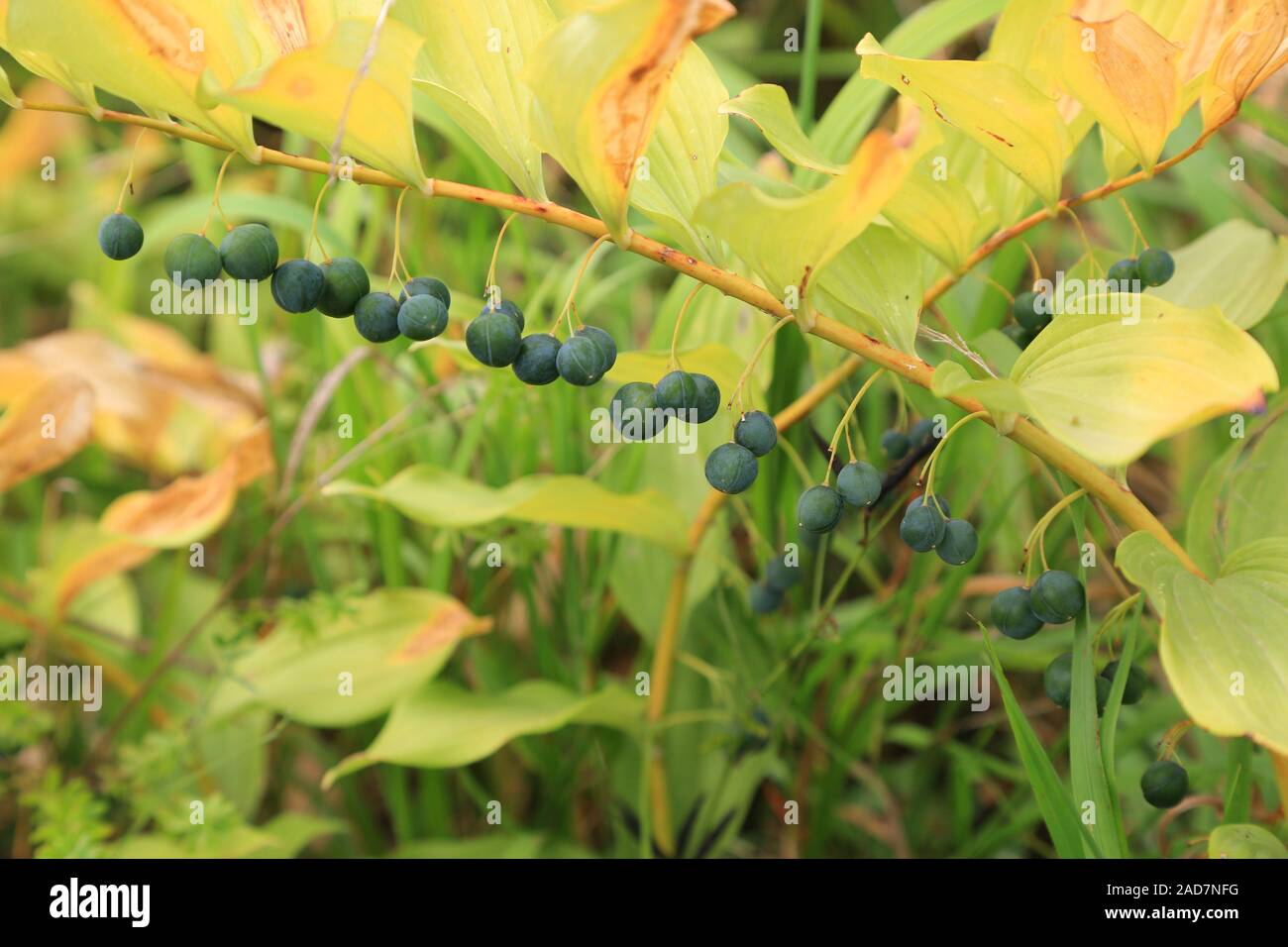 Fragrant white root, Solomons seal, Polygonatum odoratum Stock Photo ...