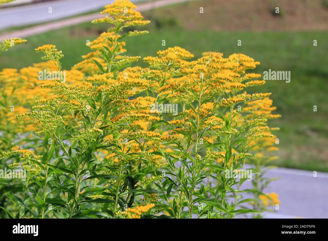 Canadian Gold Rod High Resolution Stock Photography and Images - Alamy