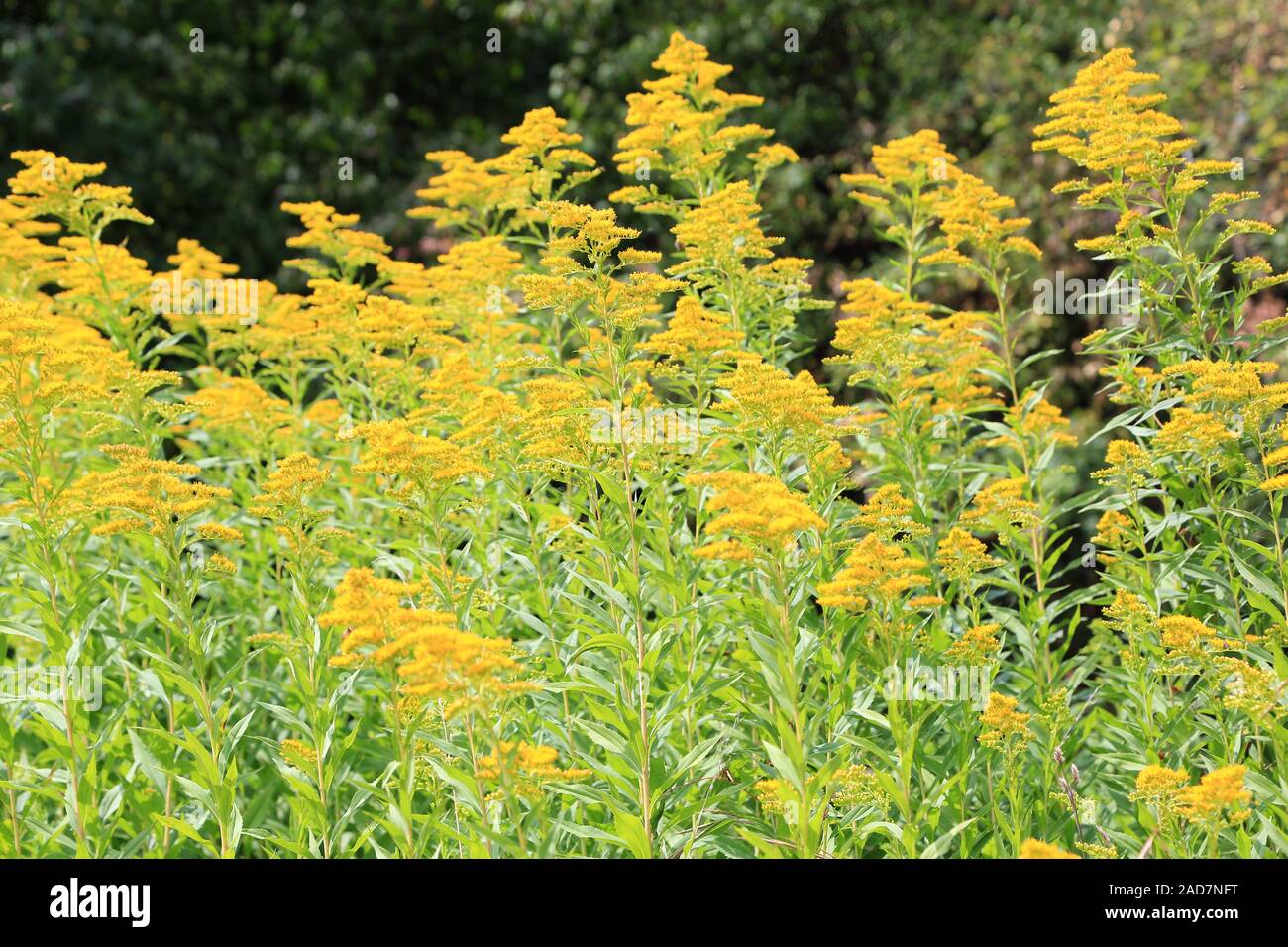 Kanadische hi-res stock photography and images - Alamy