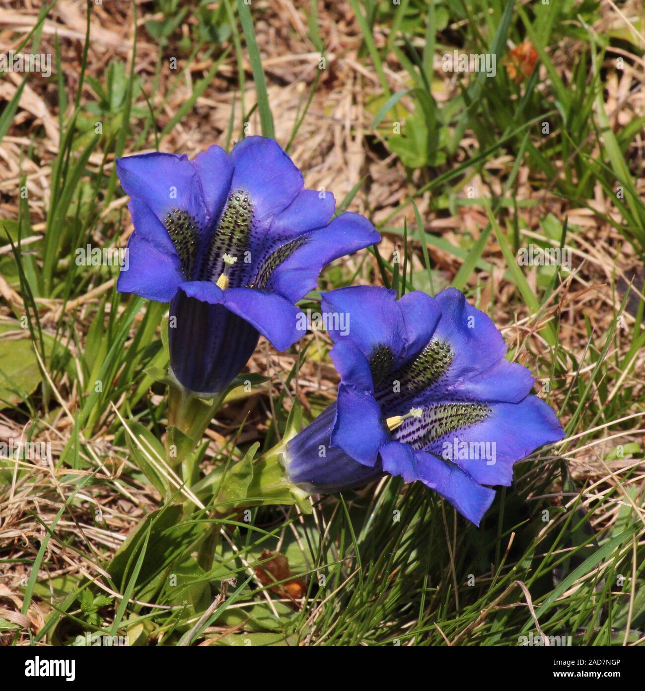 Blue gentians, rare wildflowers in the Swiss Alps Stock Photo - Alamy