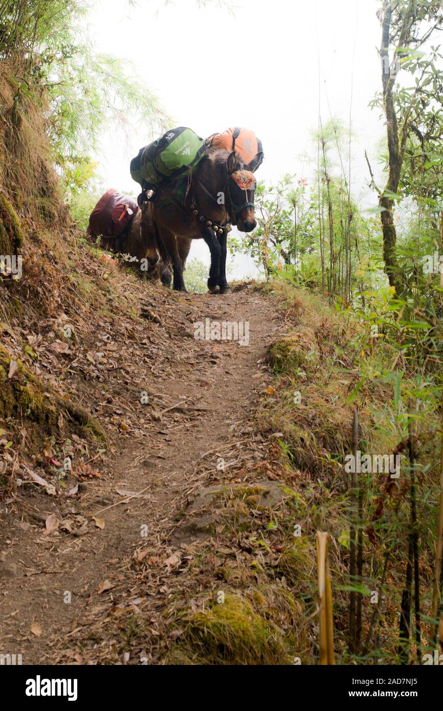 Pack Mule High Resolution Stock Photography and Images - Alamy