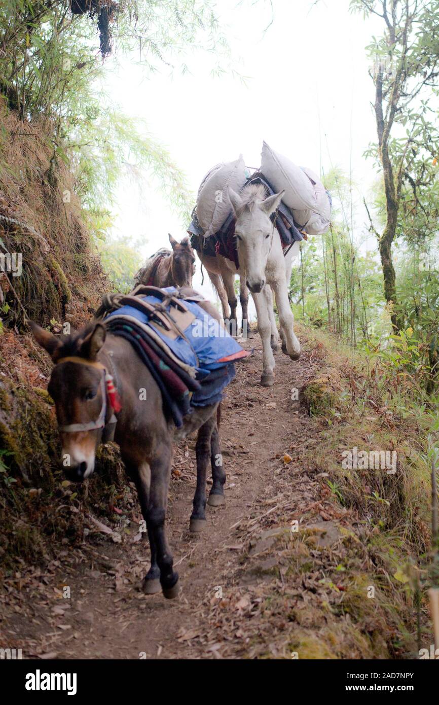 Pack mule hi-res stock photography and images - Alamy
