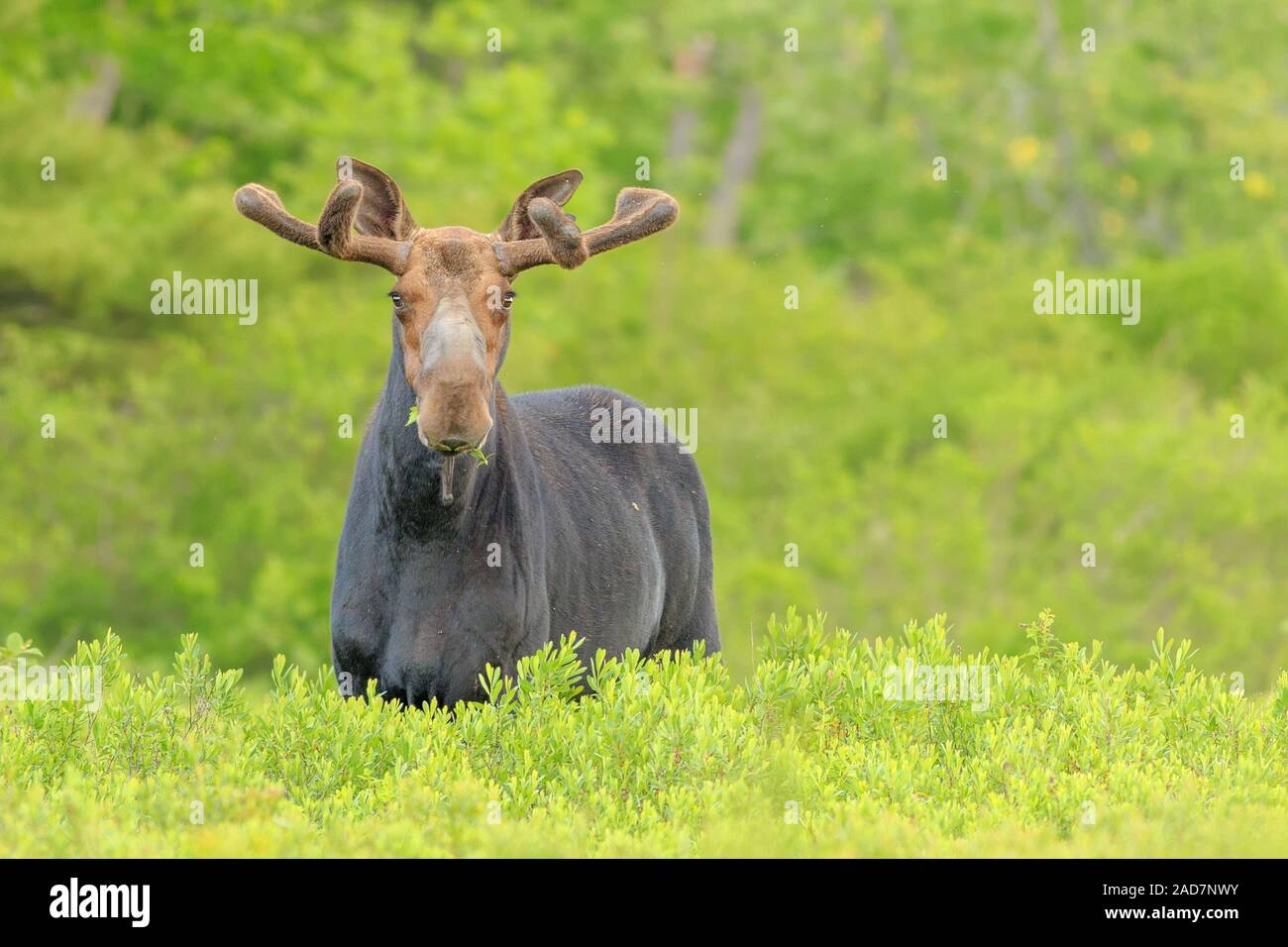 Moose behavior hi-res stock photography and images - Alamy