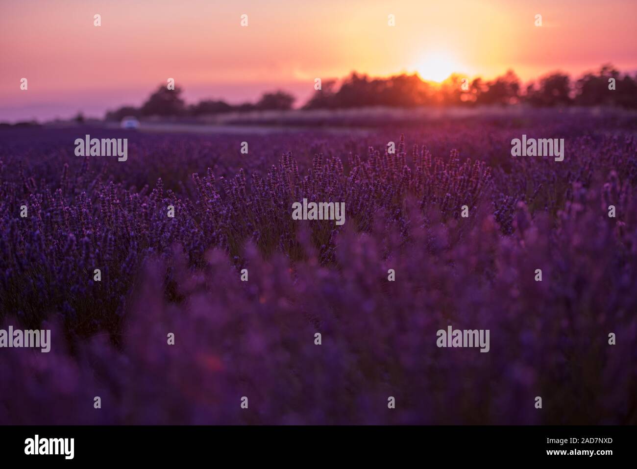 levender field france Stock Photo - Alamy