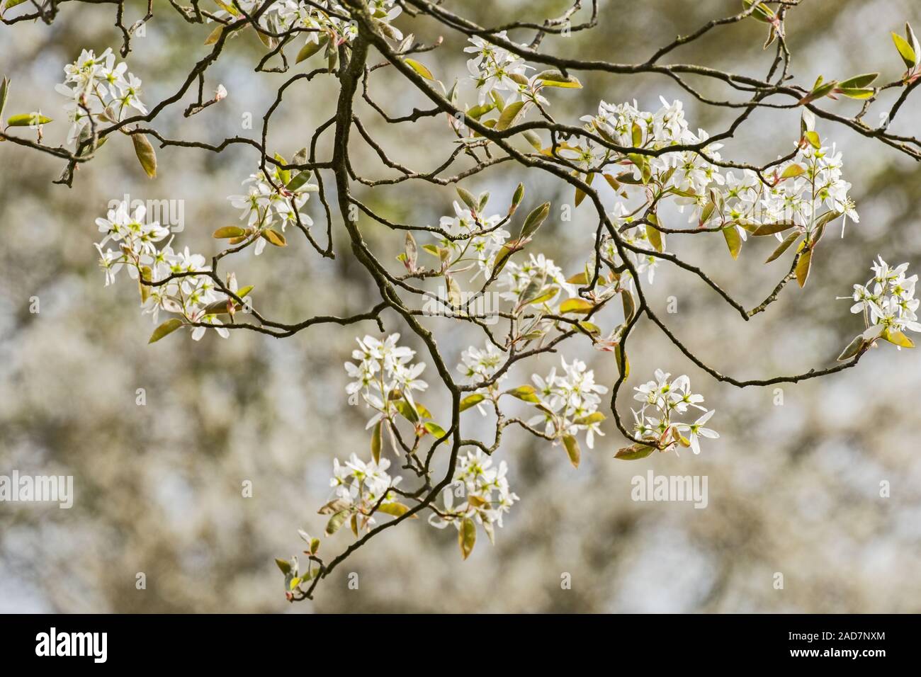 Rock pear (Amelanchier), blossom Stock Photo - Alamy