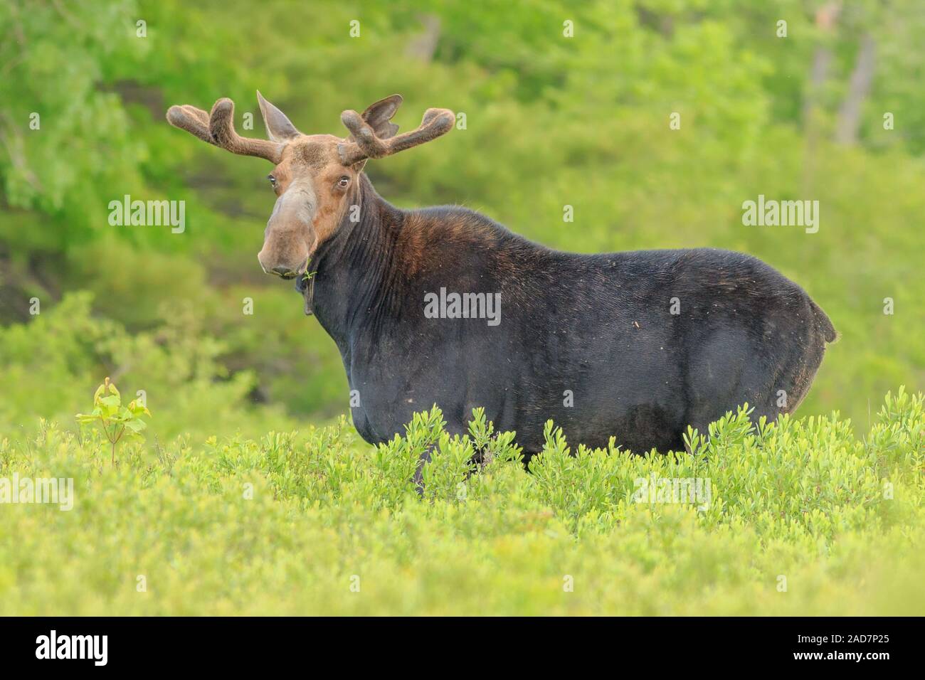 Moose behavior hi-res stock photography and images - Alamy