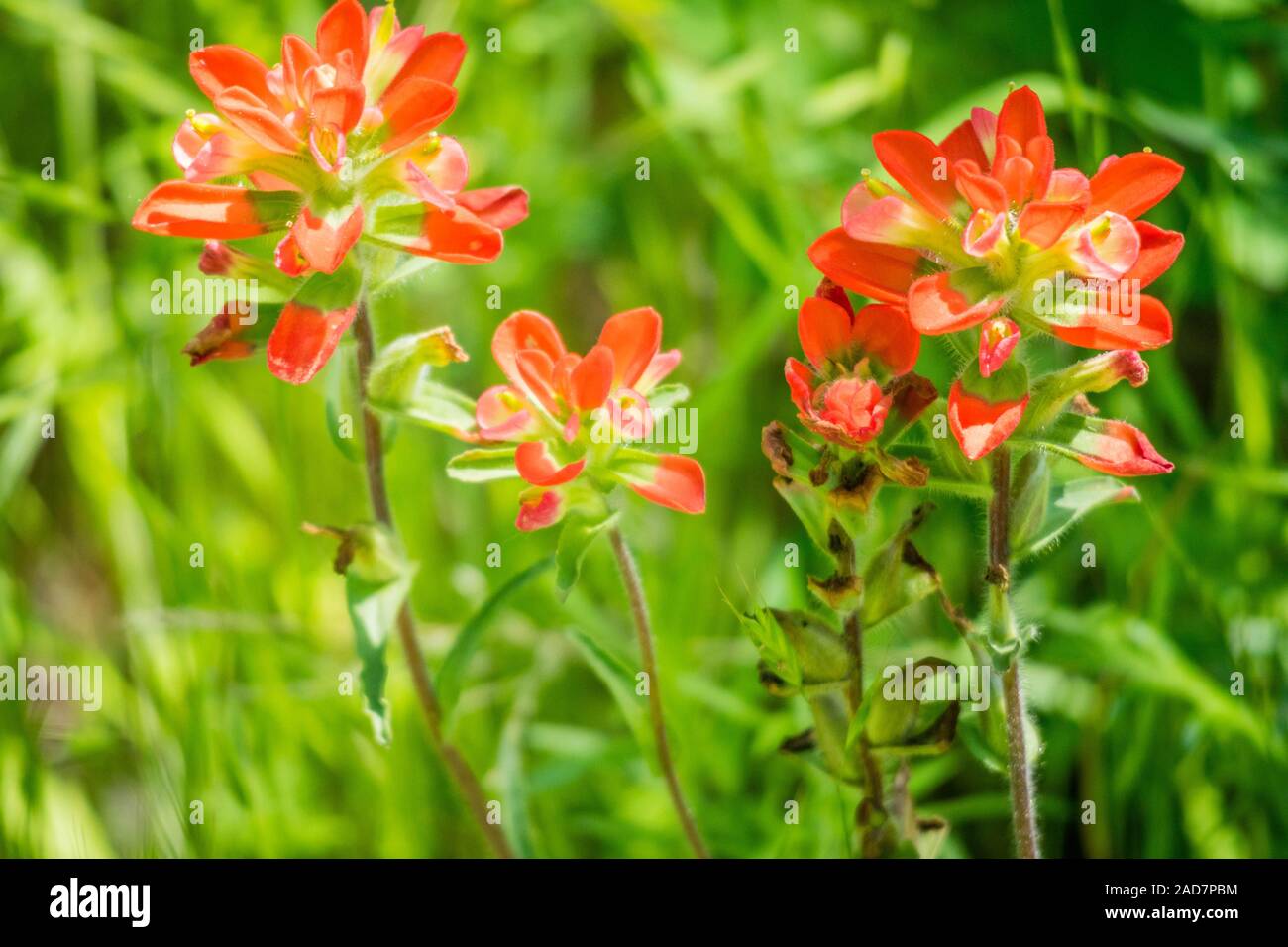 Field with colorful Orange Wildflowers in Hagerman Wildlife Refuge ...